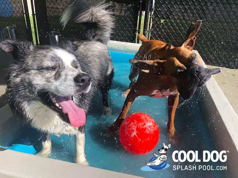 Cool Dog Splash Pool | Dog Agility Equipment | Dog Parks