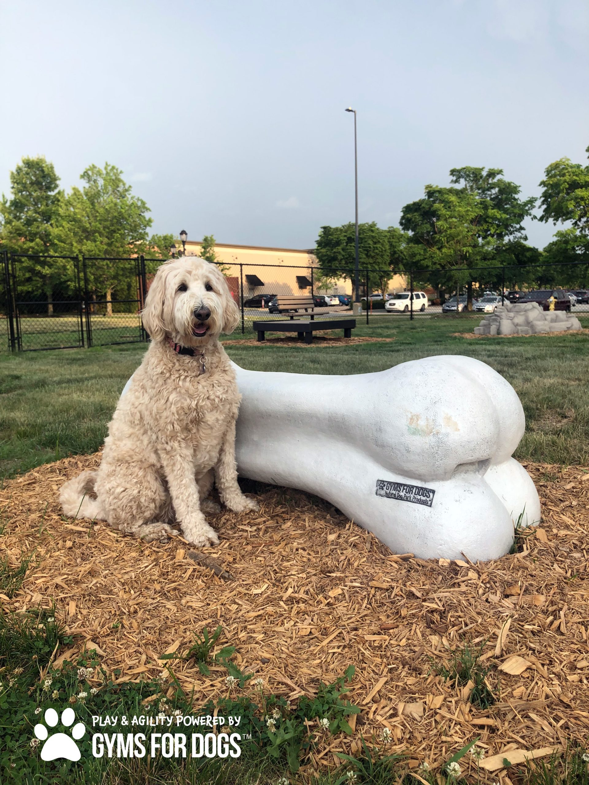 Agility Bone (S/M) | Dog Agility Equipment | Dog Parks