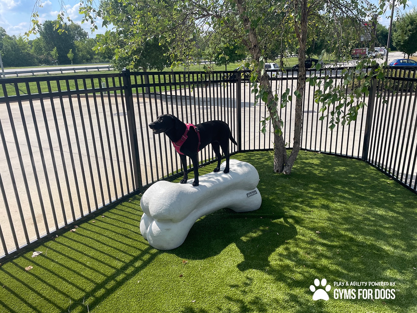 Agility Bone (S/M) | Dog Agility Equipment | Dog Parks